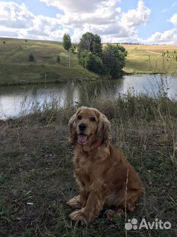 Кокер спаниель вязка