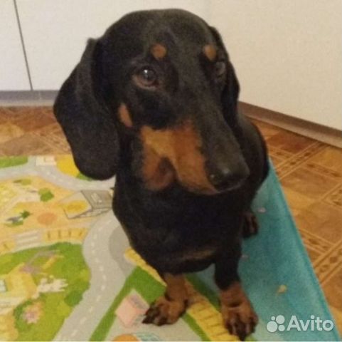 Такса бесплатно