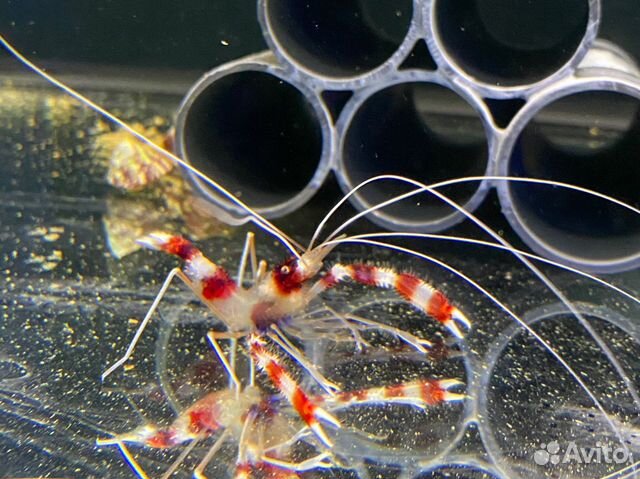 Креветка–боксёр