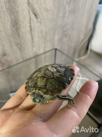 Черепаха