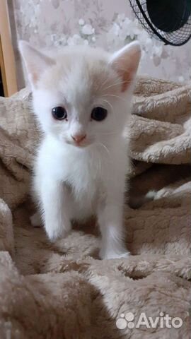 Котята в добрые руки бесплатно