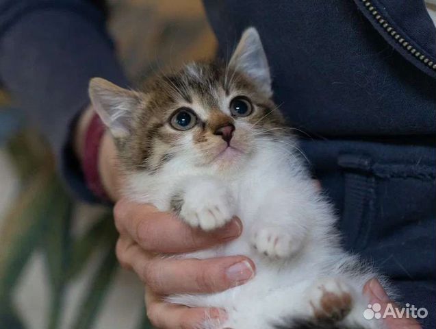 Котенок Максик 2 мес. в добрые руки