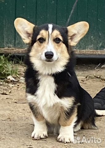 Вельш Корги Пемброк