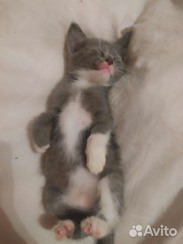 Плюшевый котëнок ищет дом