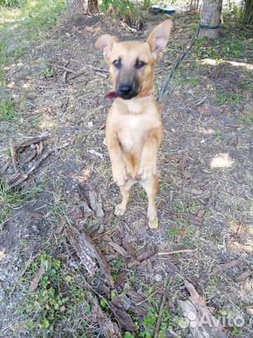 Отдам в хорошие руки бесплатно