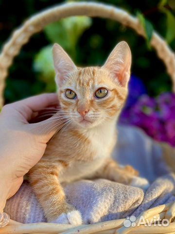 Рыжий котенок девочка Мия (2 мес)