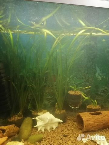 Валлиснерия, криптокорина