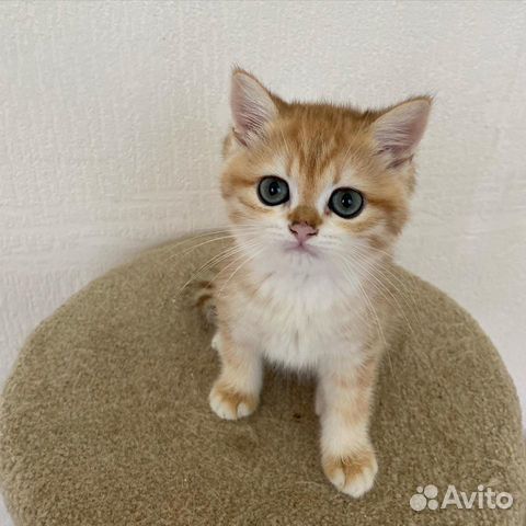 Британская золотая шиншилла Iana