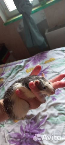 Декоративная крыса