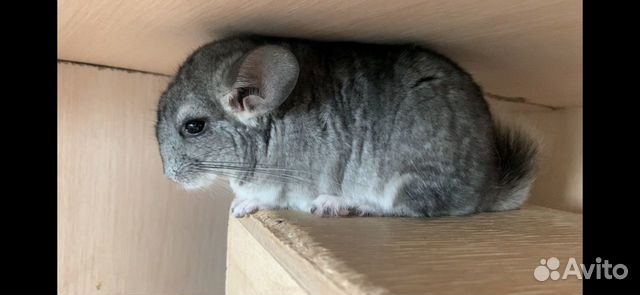 Стандарт, носитель ангоры, фио и 67 сапфира