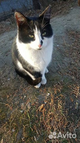Очень ласковый котик