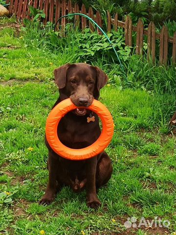 Шоколадный лабрадор Валико ищет семью