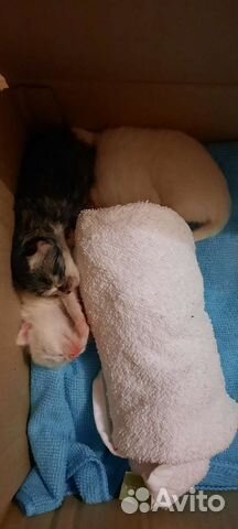 Ищу кормящую кошку