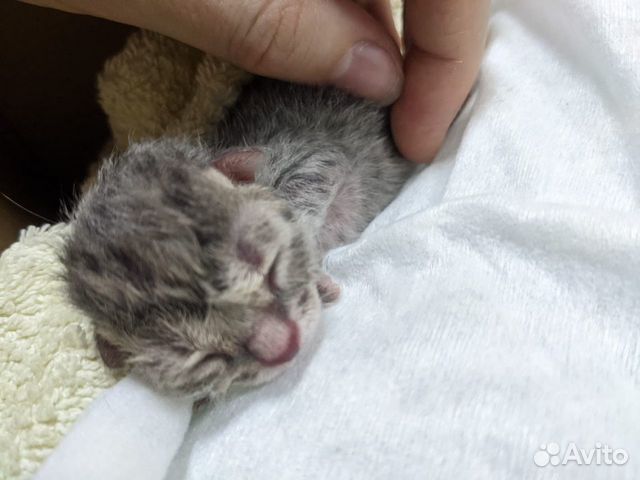 Новорожденный котенок