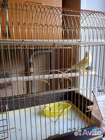 Продаю кенара