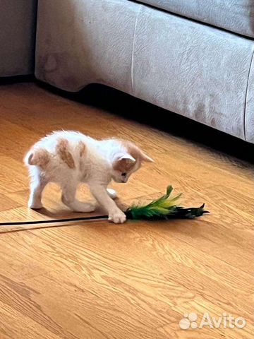 Одам Котенка