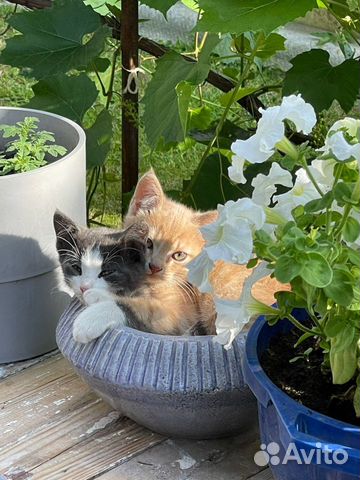 Котята в добрые руки
