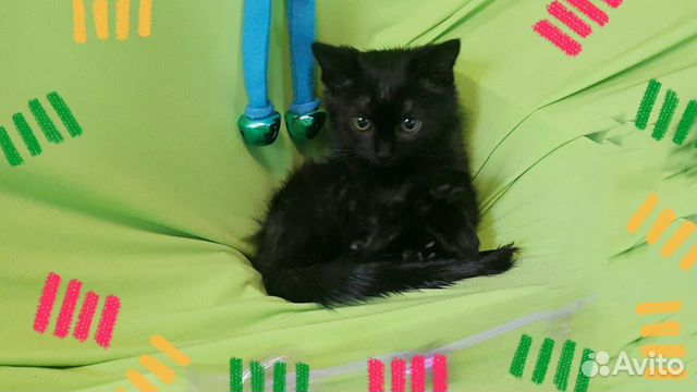 Котенок мальчик в добрые руки