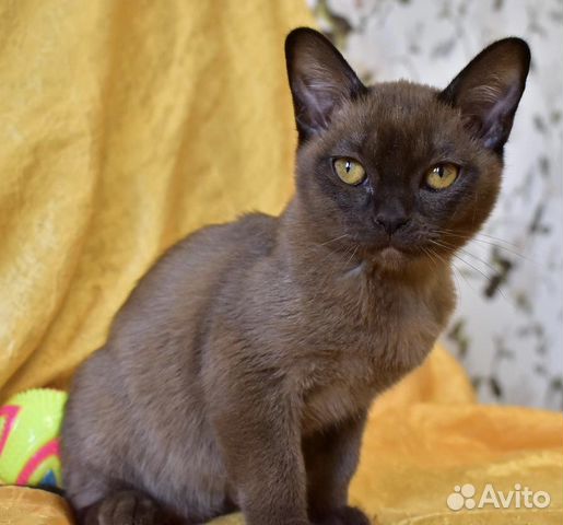 Европейская Бурма