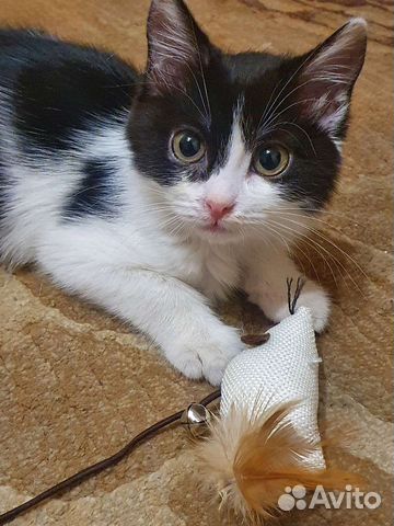 Чудеснейший котёнок ищет дом