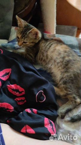 Котёнок