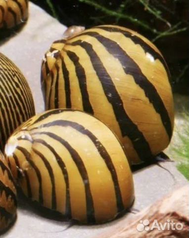 Улитка зебра (неретина)