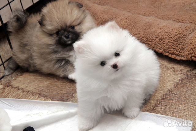 Померанские медвежата