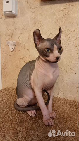 Эльф, канадский сфинкс