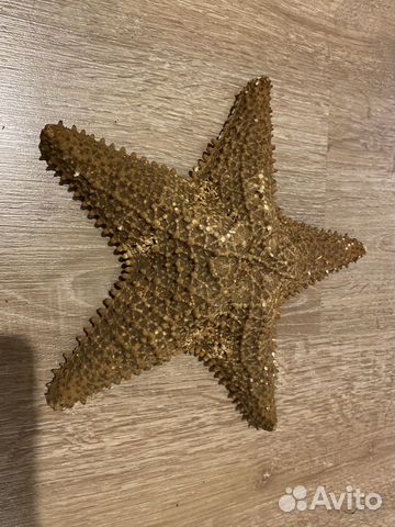Морская звезда и Морская раковина