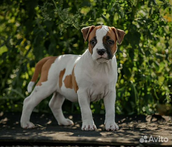 Высокопородный щенок аст - сука