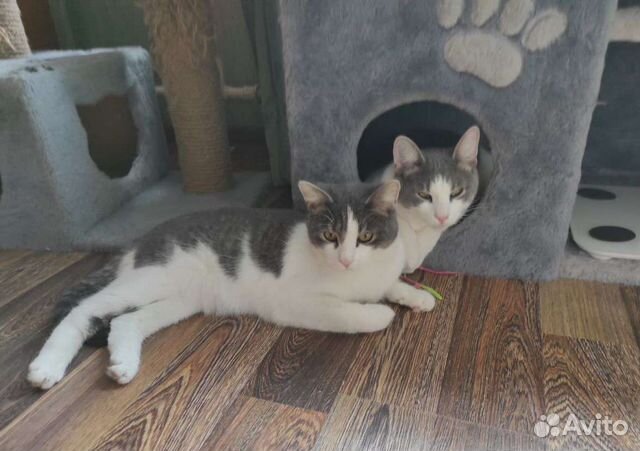 Котики в добрые руки