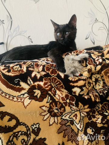 Кошка