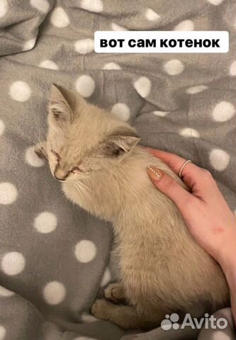 Котята в добрые руки бесплатно