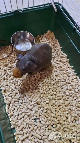 Морская свинка скинни