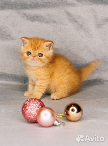 Экзотический мальчик