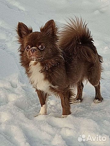 Два мальчика,лиловый и шоколад