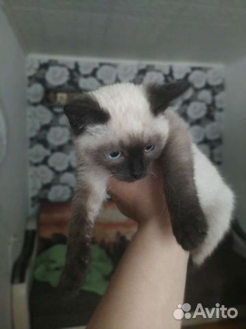 Сиамская кошка