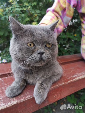 Британская