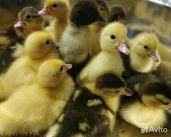 Индоутята суточные