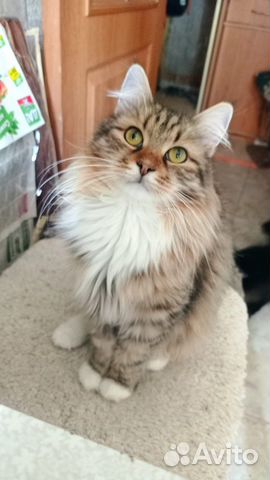 Котик ждет своих пап и мам