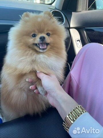 Померанский помпон вязка