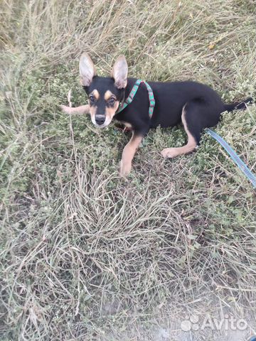 Парень Буч в добрые заботливые руки