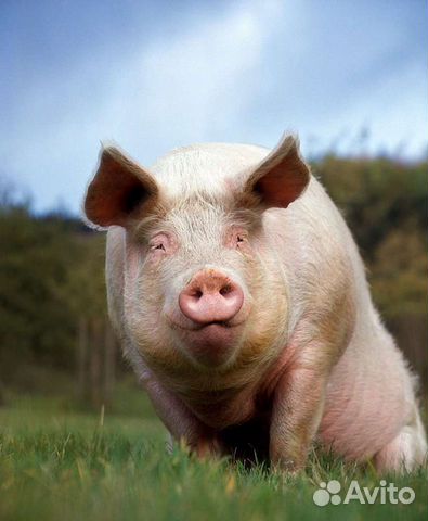 Свиньи живым весом