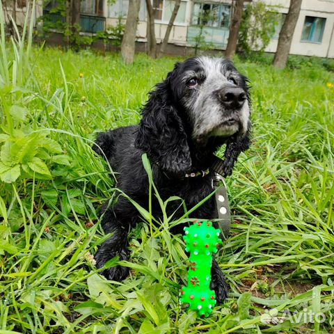 Кирюша ищет дом