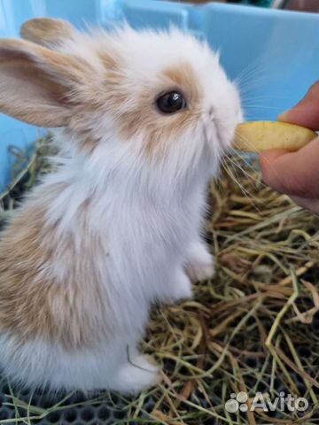 Декоративные кролики