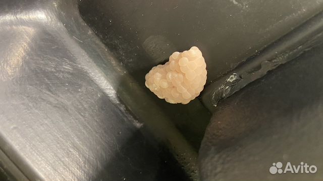 Кладка улиток Ампулярий