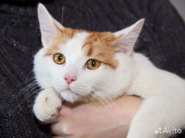 Белорыжий ласковый котик