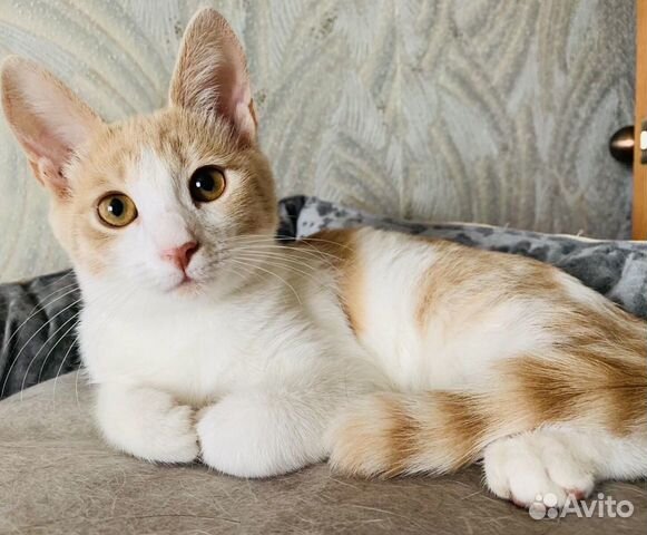 Котик 4 мес