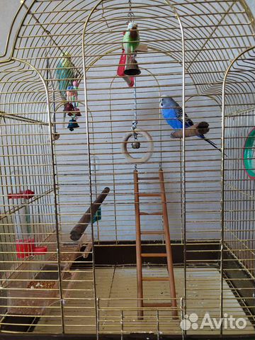 Попугайчики