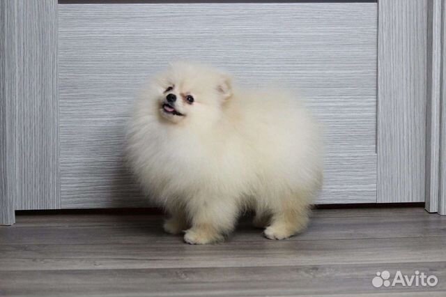 Померанский шпиц тип мишка мини